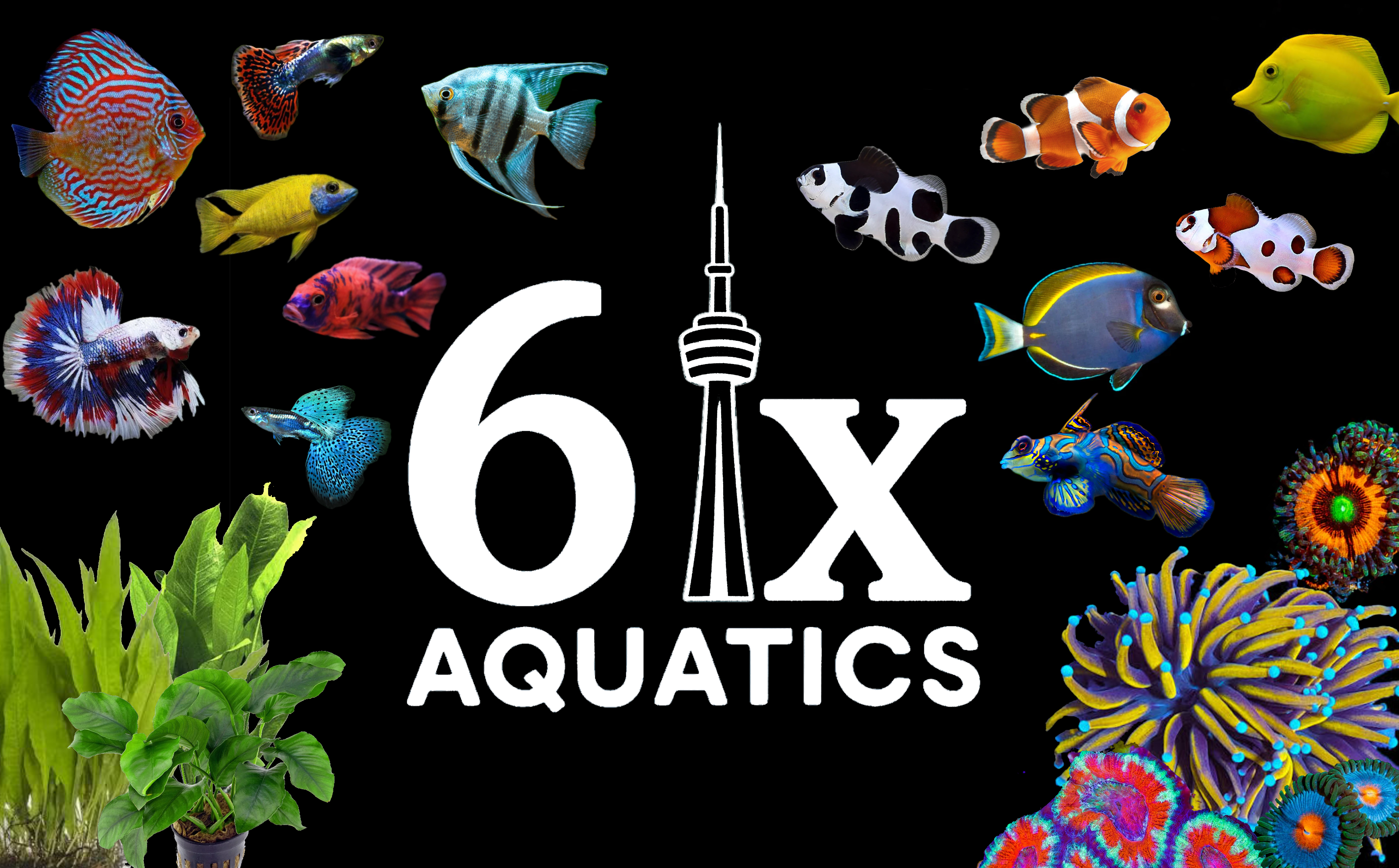 6ixaquatics.com – 6ix aquatics